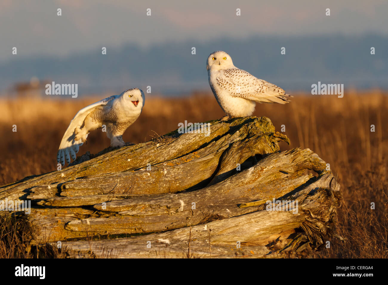 January 2012, About 28 snowy owls near the foot of 72nd Street on ...