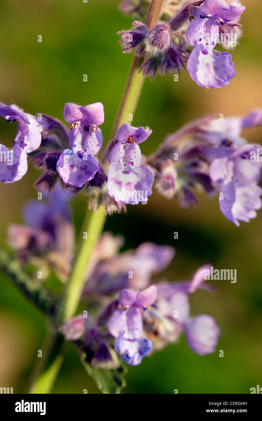 Nepeta faassenii hi-res stock photography and images - Alamy