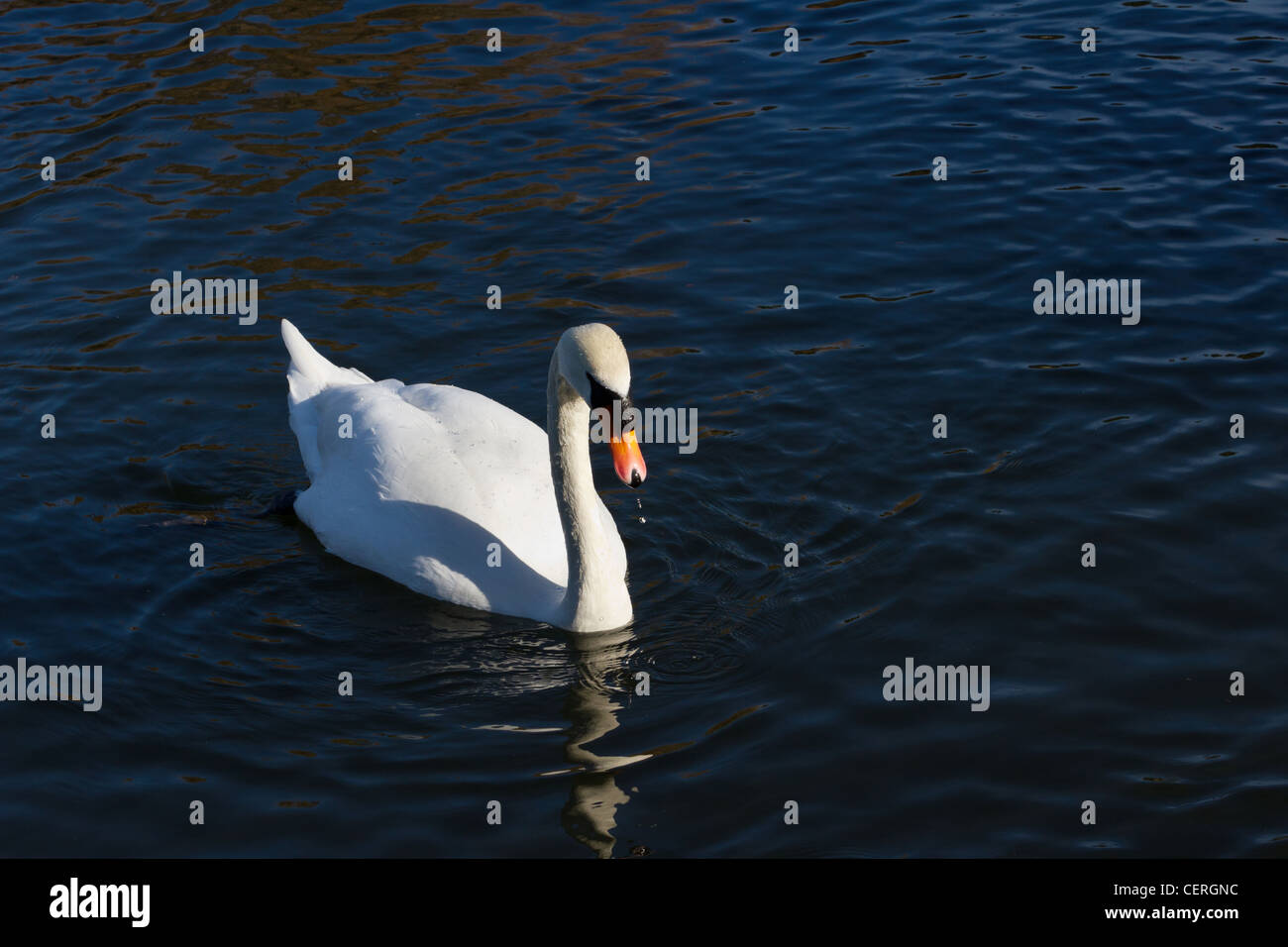White Swan, vancouver bc canada Stock Photo - Alamy