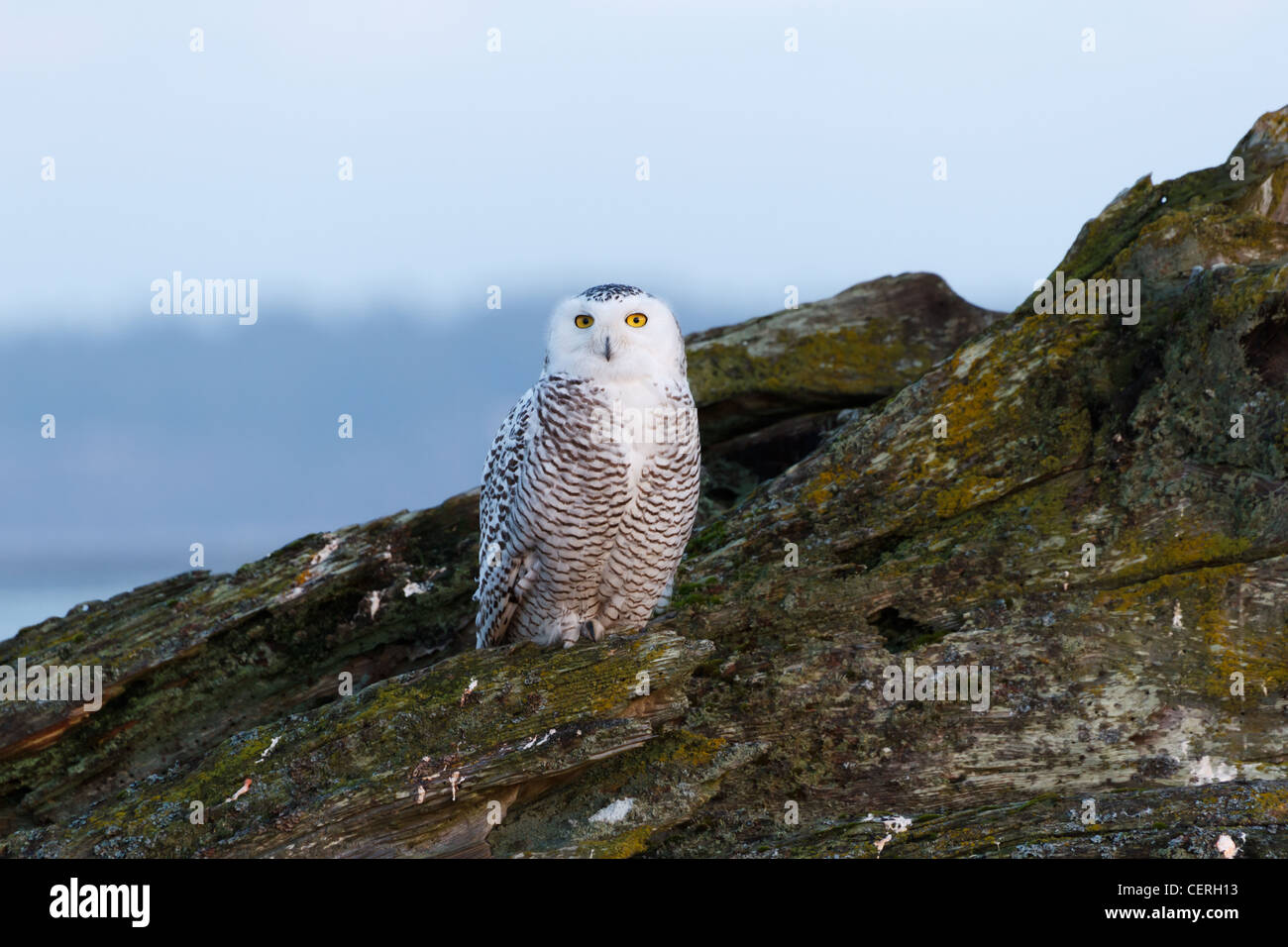 Snowy owls hi-res stock photography and images - Alamy