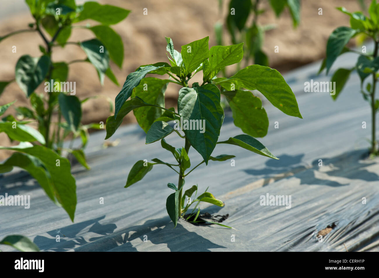 Rows of crop on farm Stock Photo - Alamy
