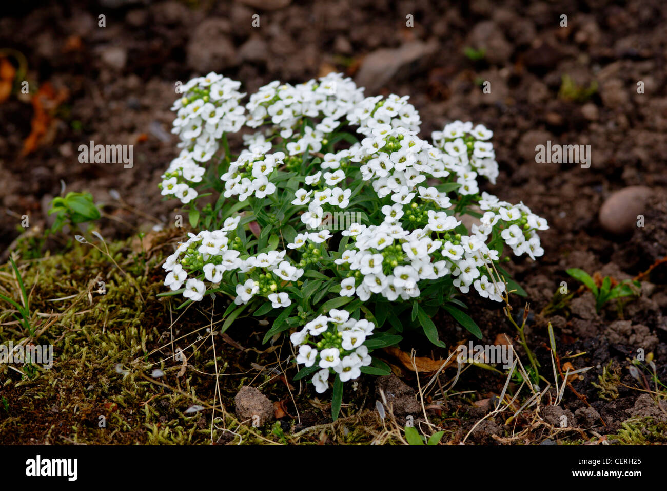 Sweet Alyssum (Lobularia maritima) flowers close up, England, UK Stock ...