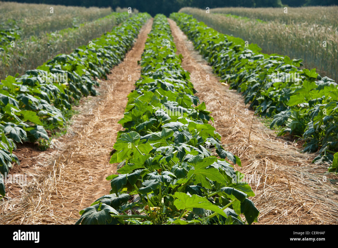 Rows of squash plants on farm Stock Photo - Alamy