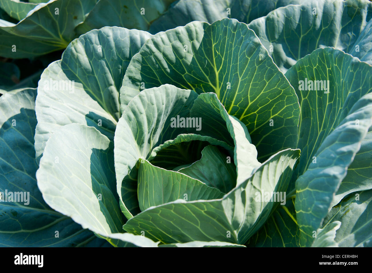 Cabbage grower hi-res stock photography and images - Alamy
