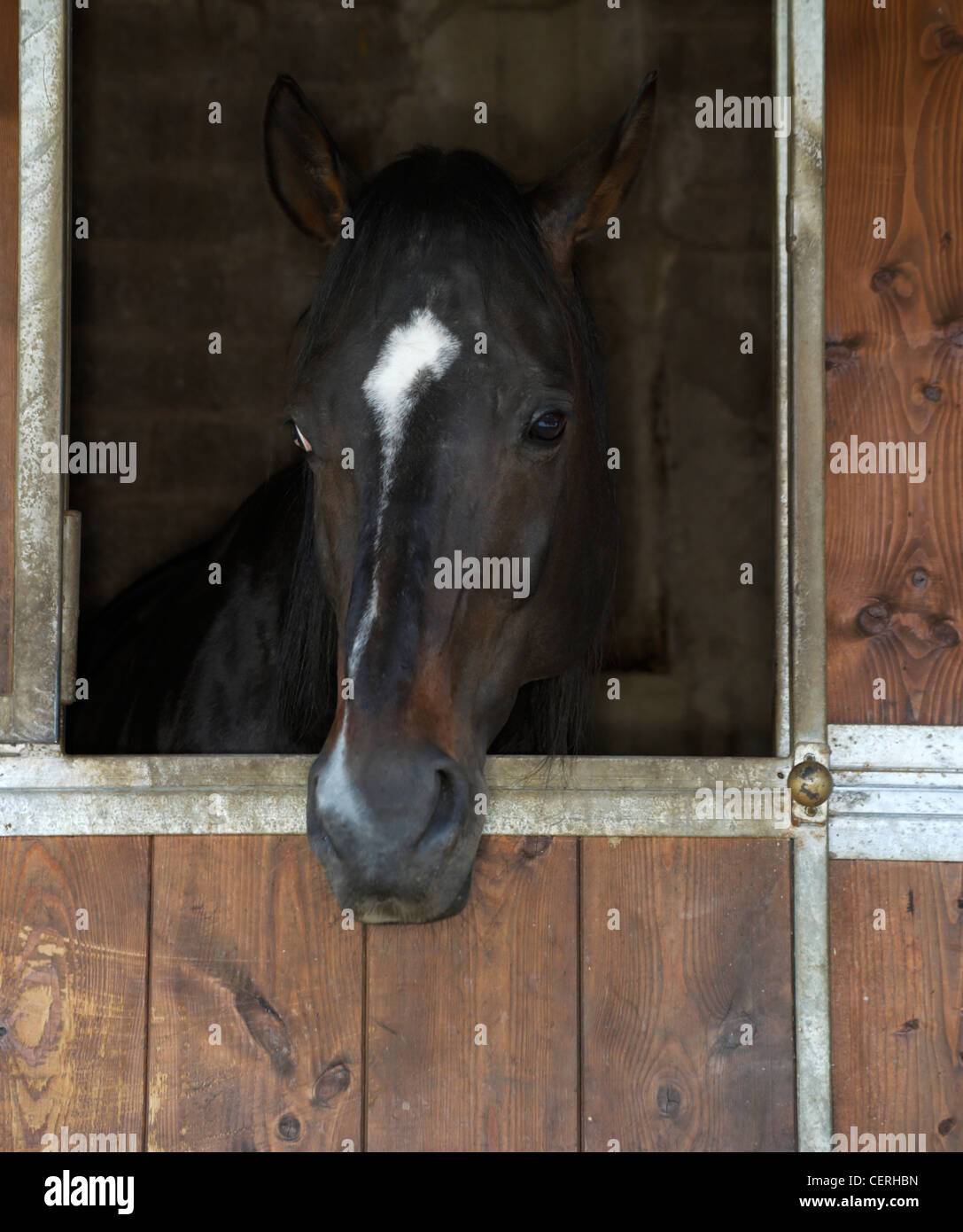 Head shot of horse sticking its head out of stable door Stock Photo - Alamy Head shot of horse sticking its head out of stable door Stock Photo - Alamy