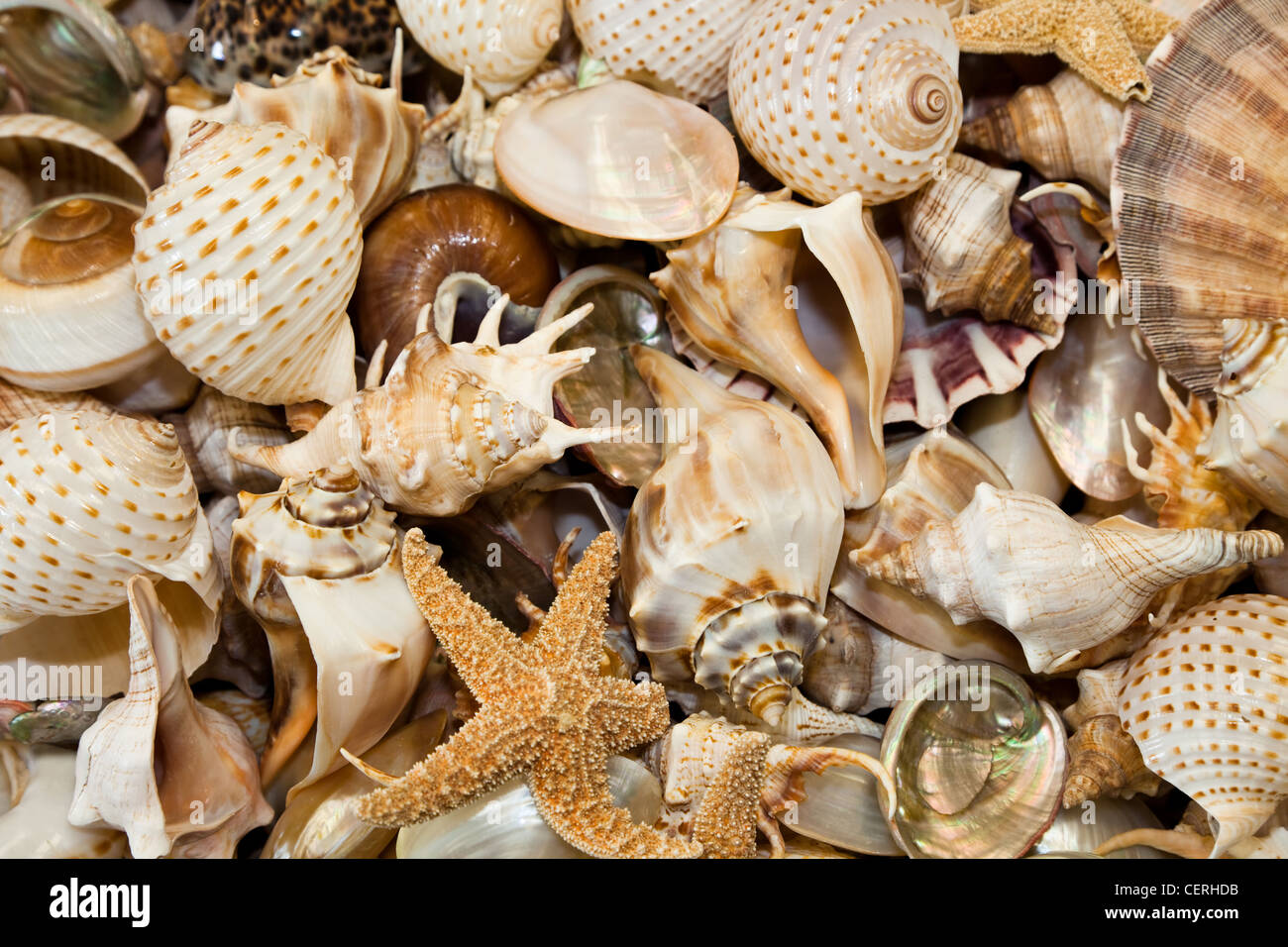 Seashells Collection for background use Stock Photo - Alamy