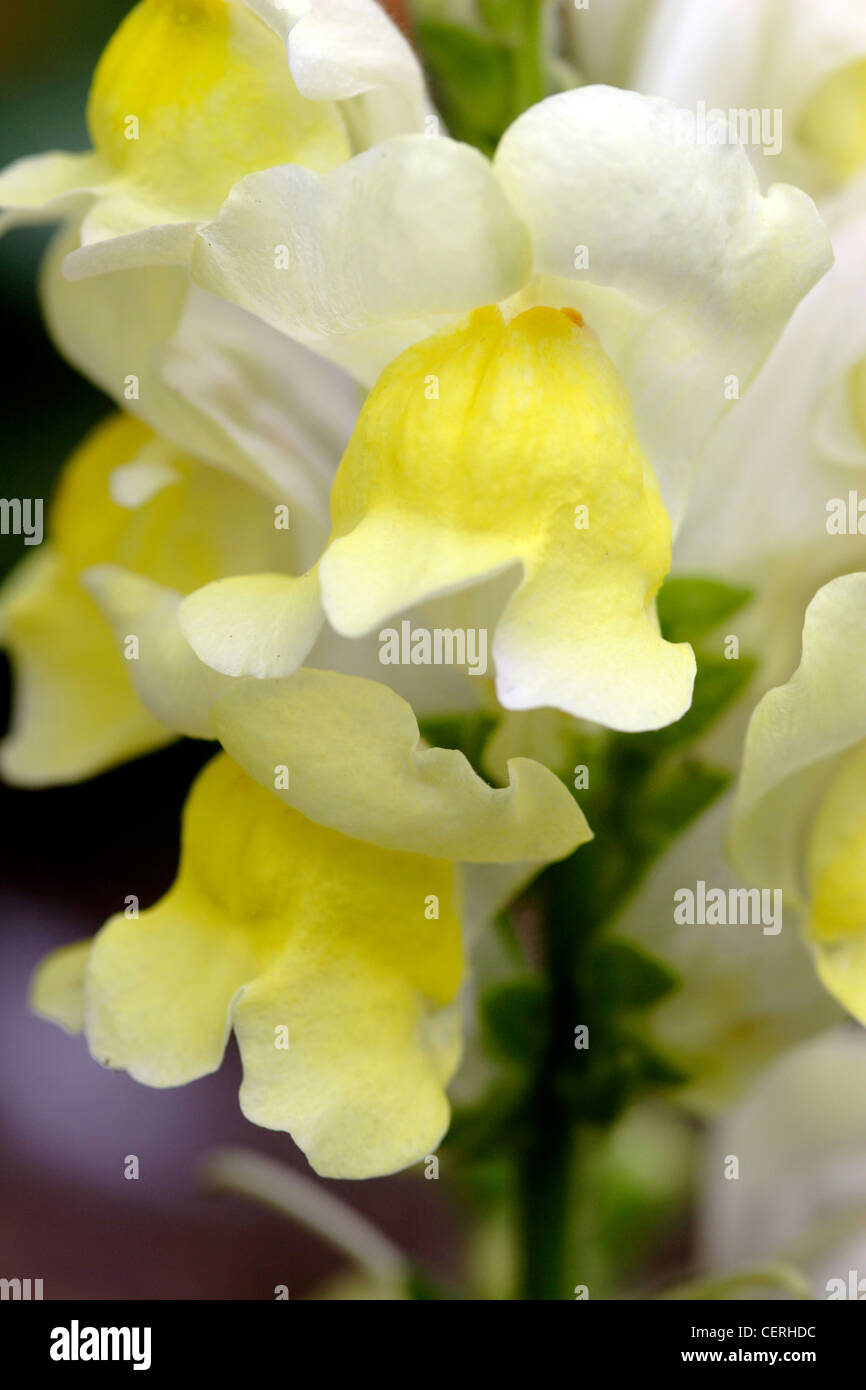 Antirrhinum close up hi-res stock photography and images - Alamy