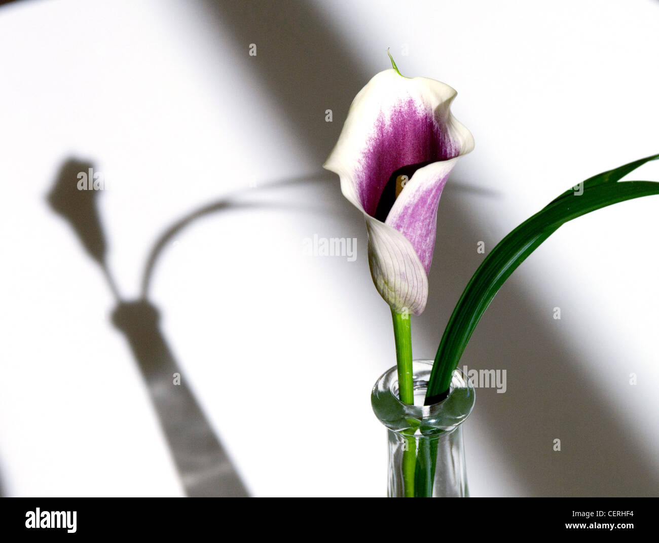 Lily in vase with shadows Stock Photo - Alamy