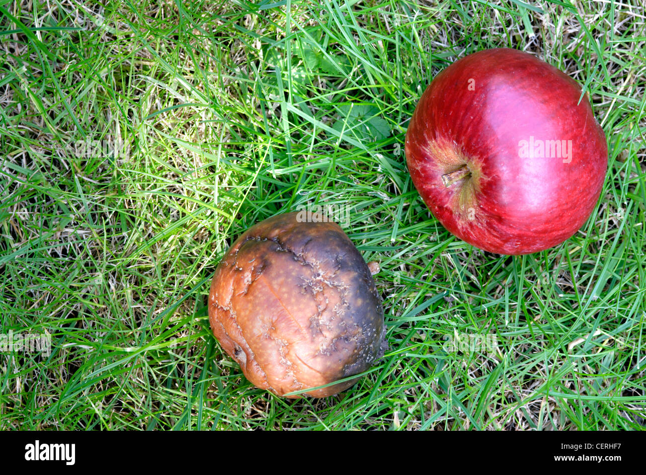 Rotten grass hi-res stock photography and images - Alamy
