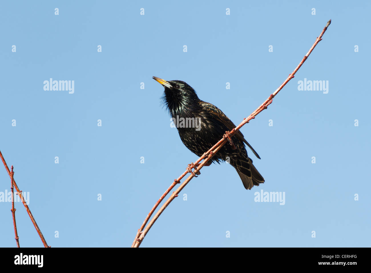 January 2012, Starling, Boundary Bay, Delta, BC, Canada Stock Photo - Alamy