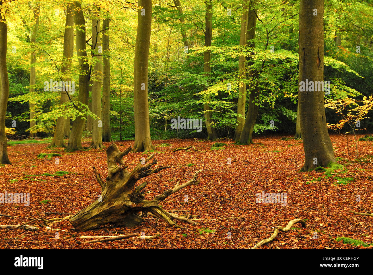 Sonning common hi-res stock photography and images - Alamy