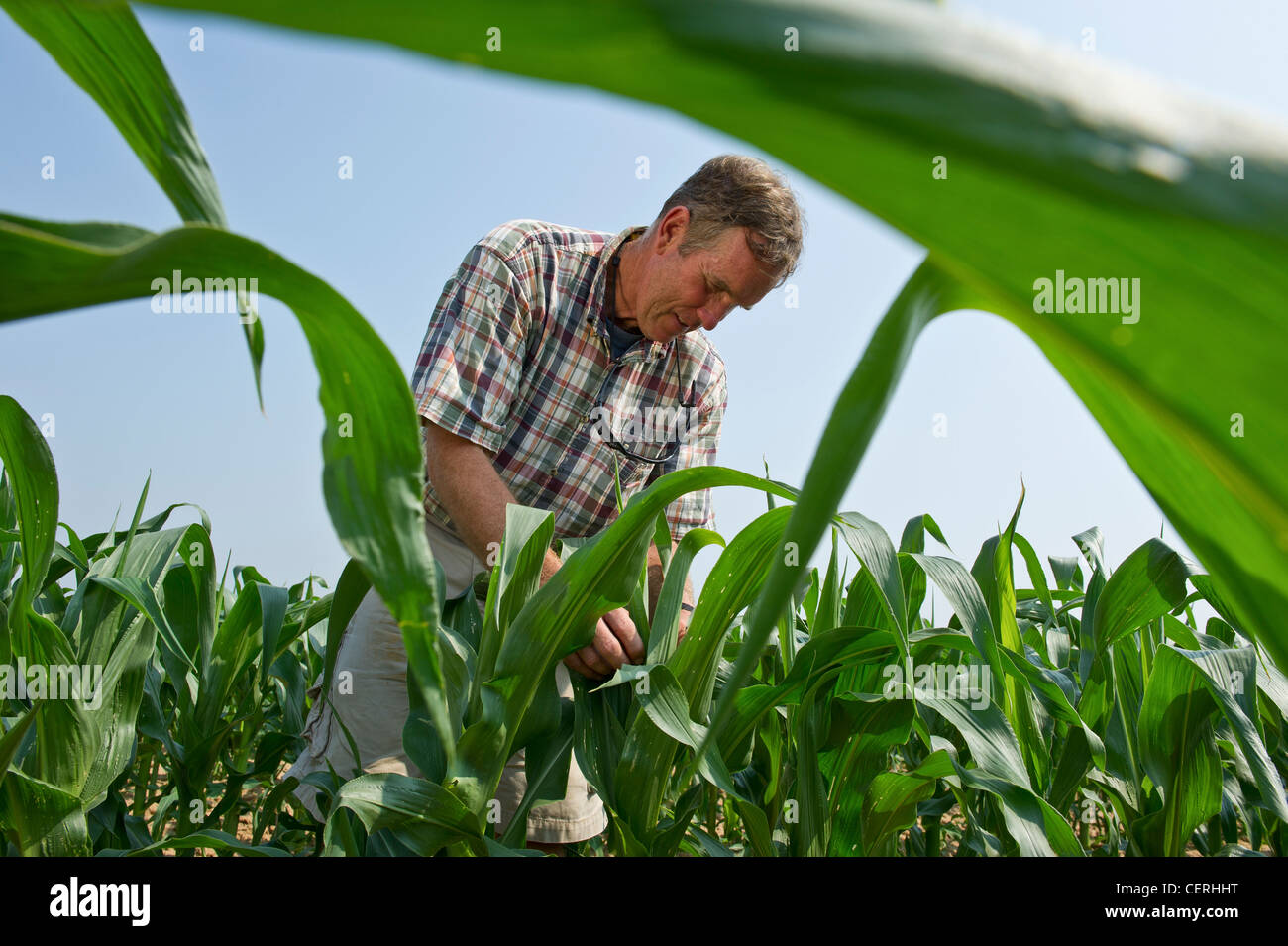 Farmer inspecting corn crop Stock Photo - Alamy