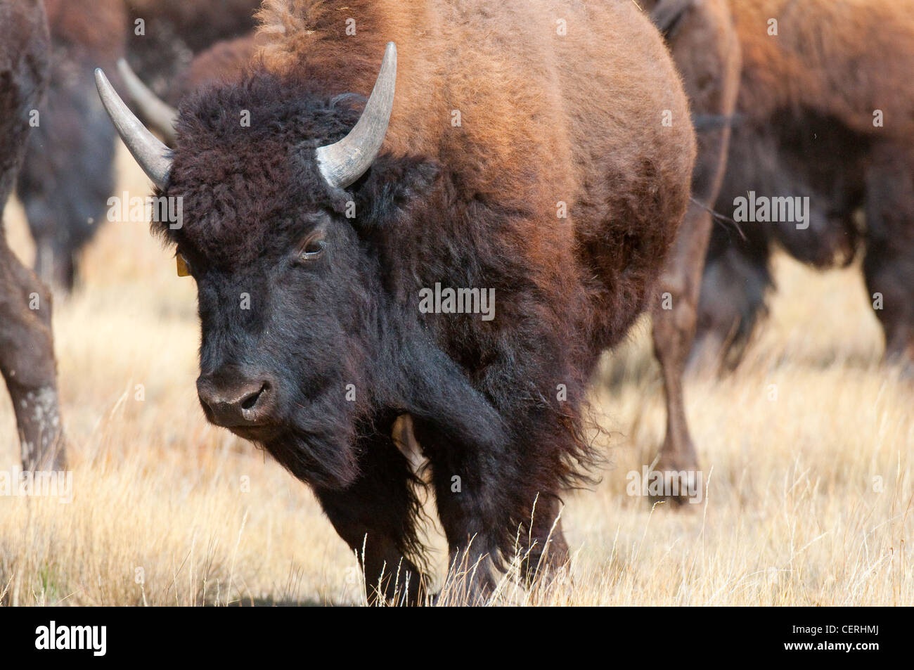 bison in colorado Stock Photo - Alamy