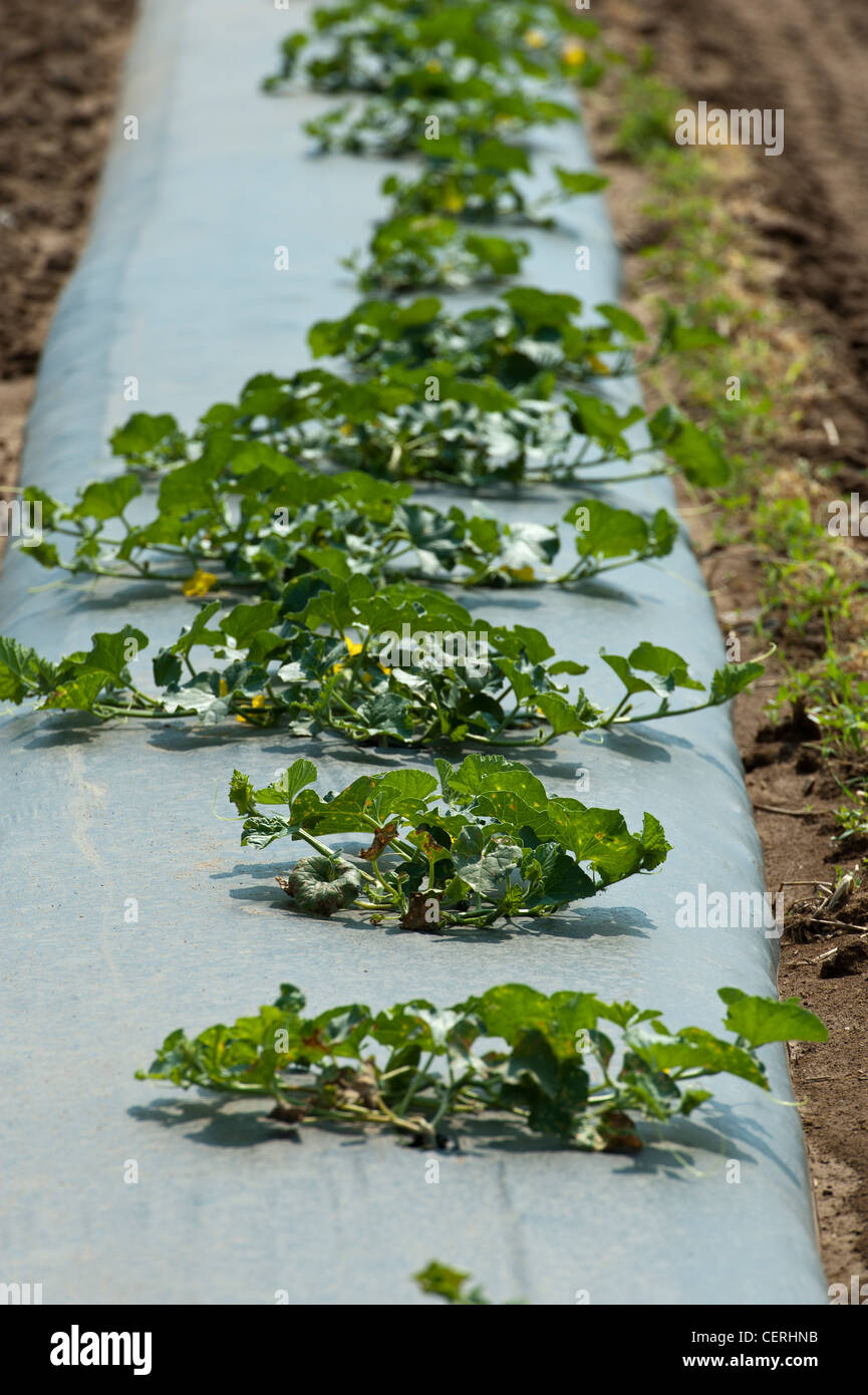 Rows of crop on plastic Stock Photo - Alamy