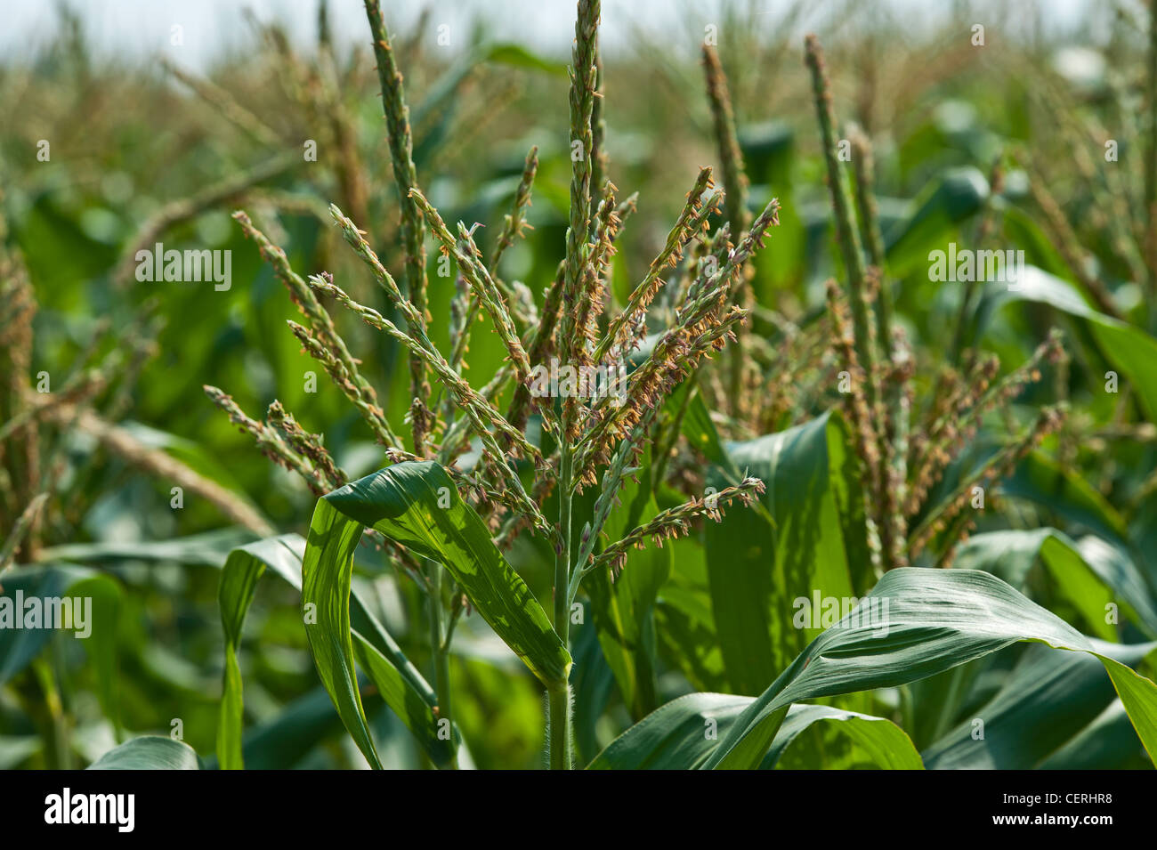 Corn crop in field Stock Photo - Alamy