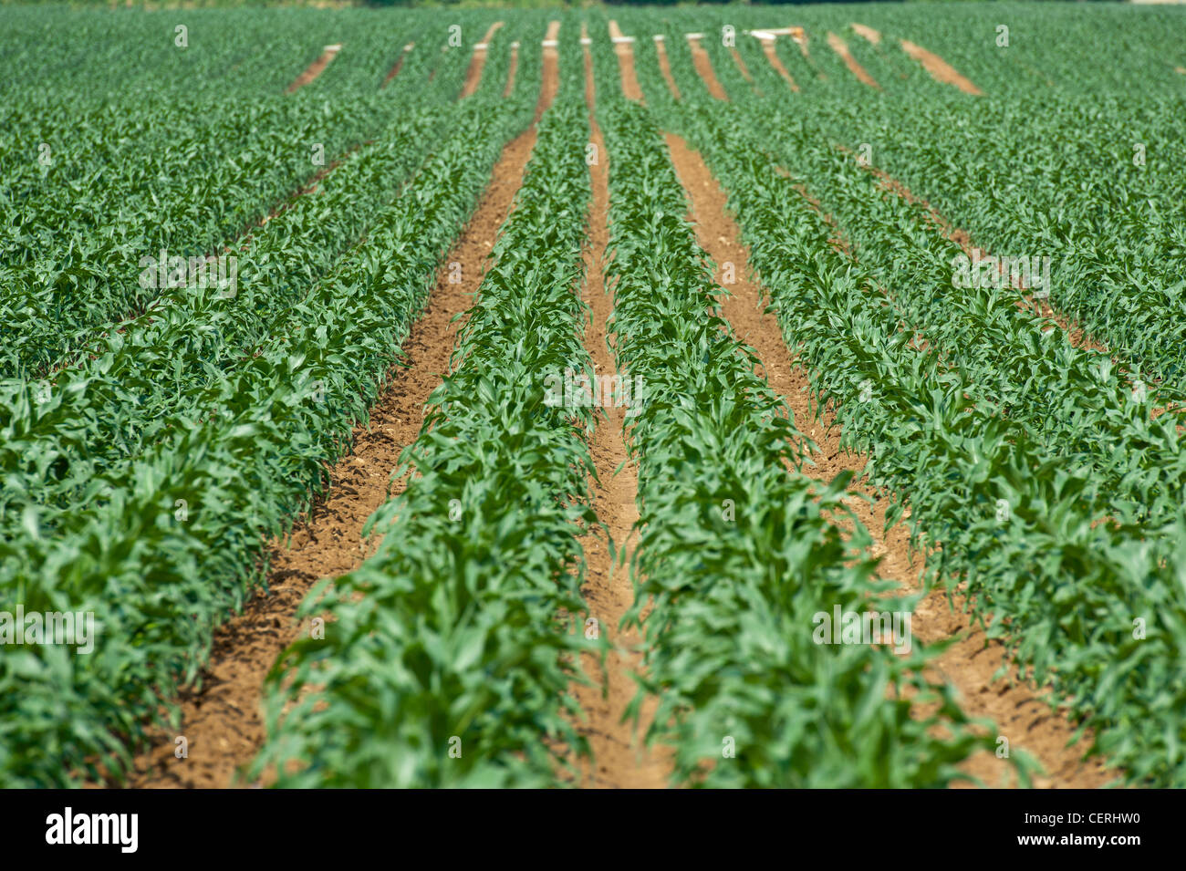 Rows of crop on farm Stock Photo - Alamy