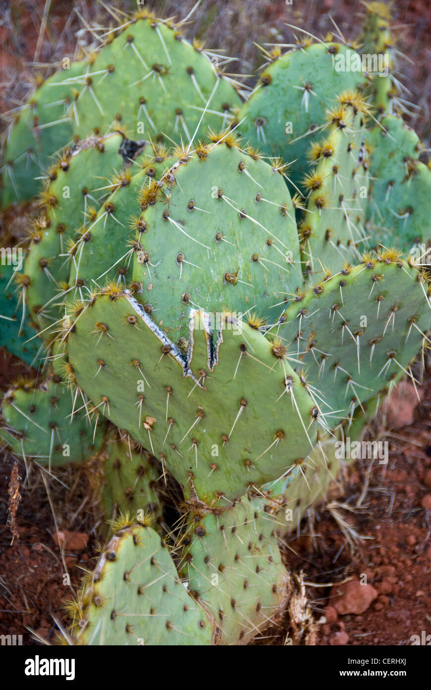 Cactus in Sedona, Arizona Stock Photo - Alamy