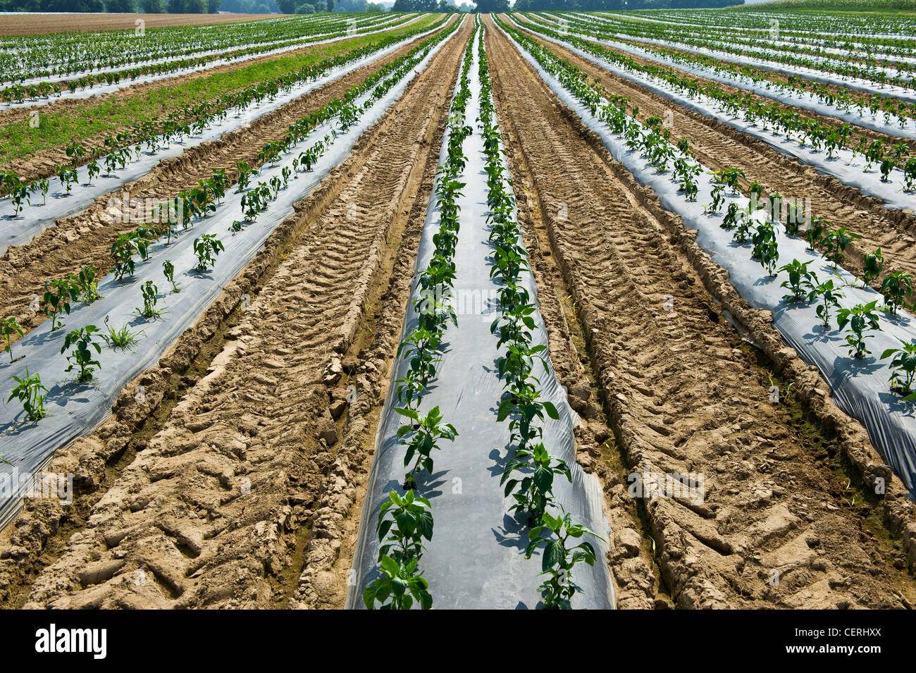 Rows of corn crop on plastic Stock Photo - Alamy