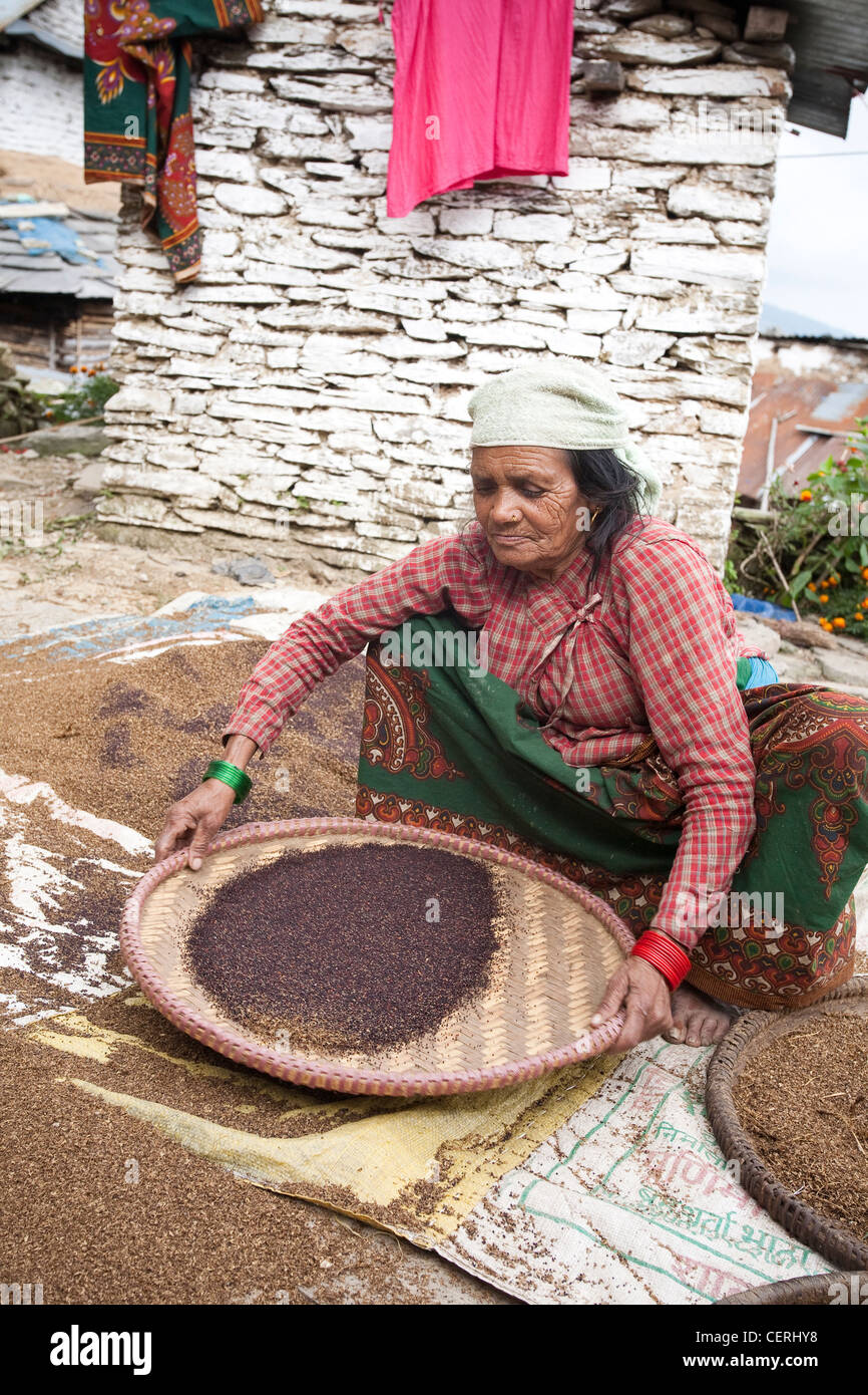 Mature woman winnowing grain at her home in Dhampus - Pokhara Valley ...