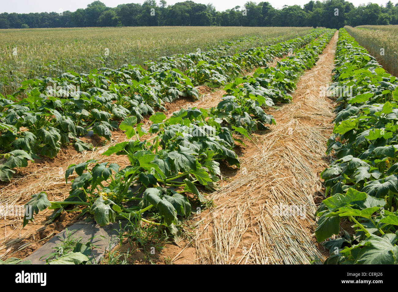 Rows of squash plants Stock Photo - Alamy
