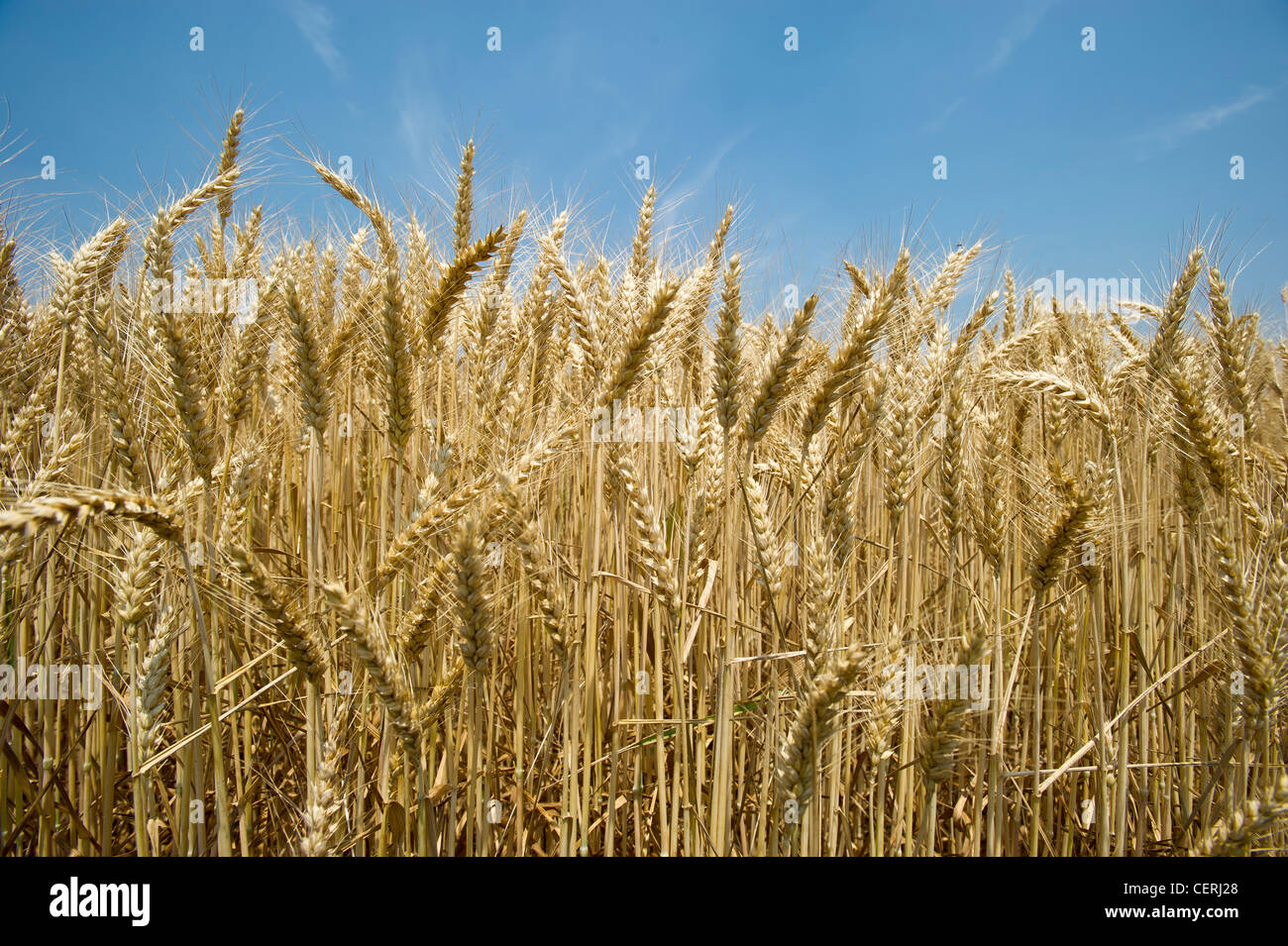 Wheat farm field hi-res stock photography and images - Alamy