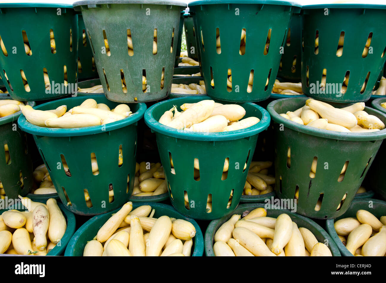 Crates of squash Stock Photo - Alamy
