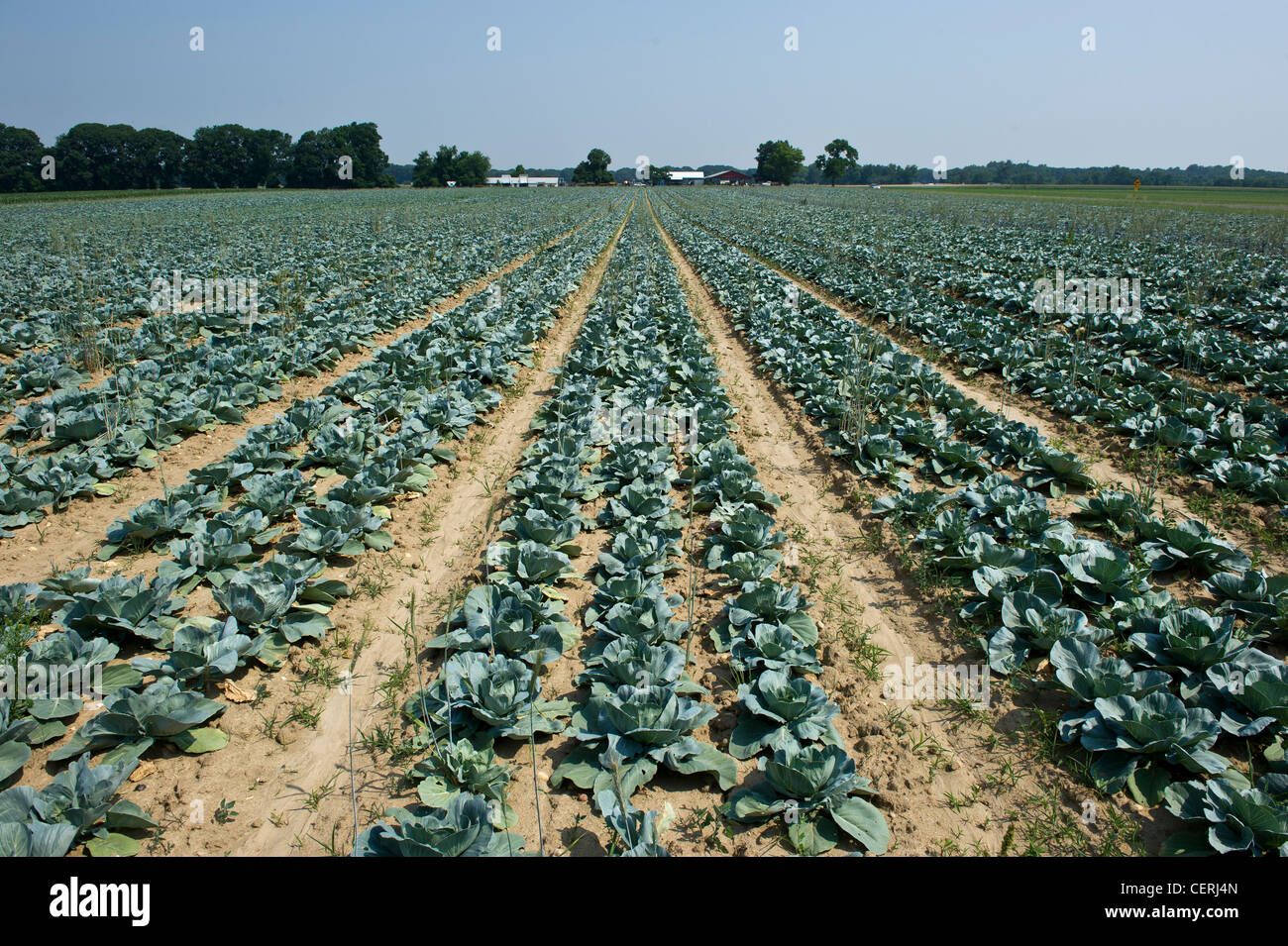 Rows of cabbage plants Stock Photo - Alamy
