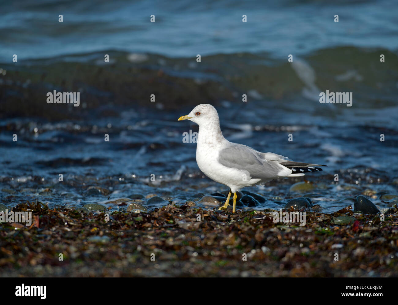 Mew or Common Gull feeding on the shoreline at Qualicum, Vancouver ...