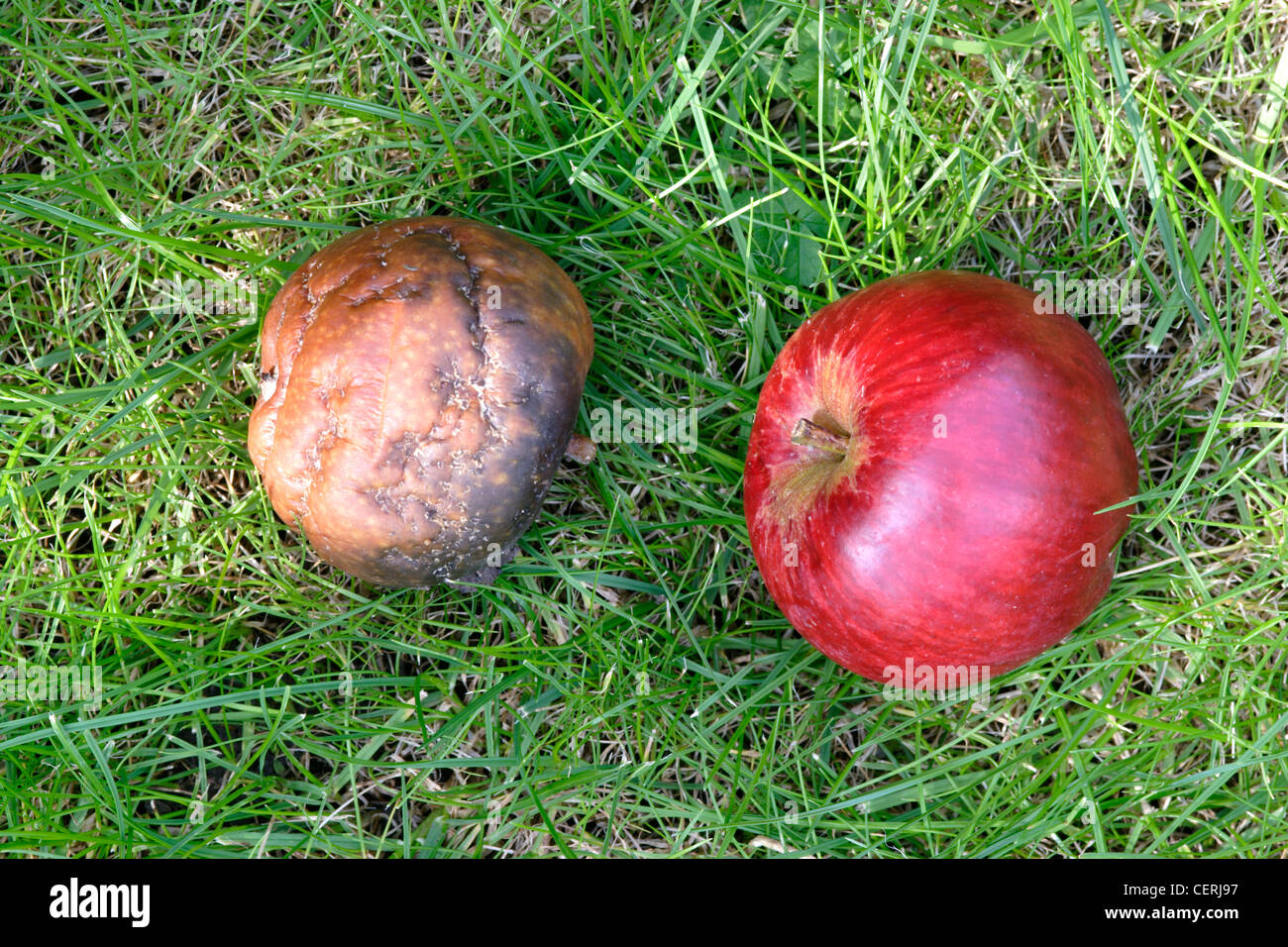 Rotten grass hi-res stock photography and images - Alamy