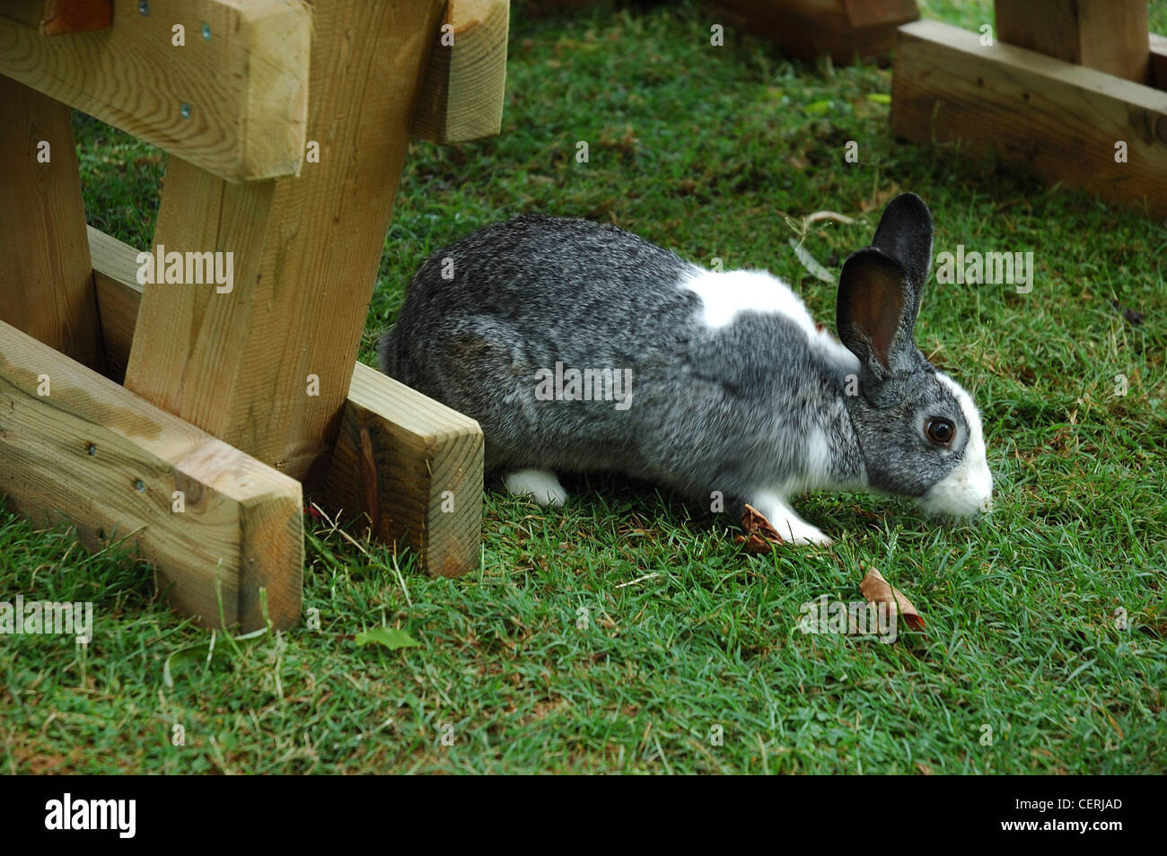Rabbit grazing hi-res stock photography and images - Alamy