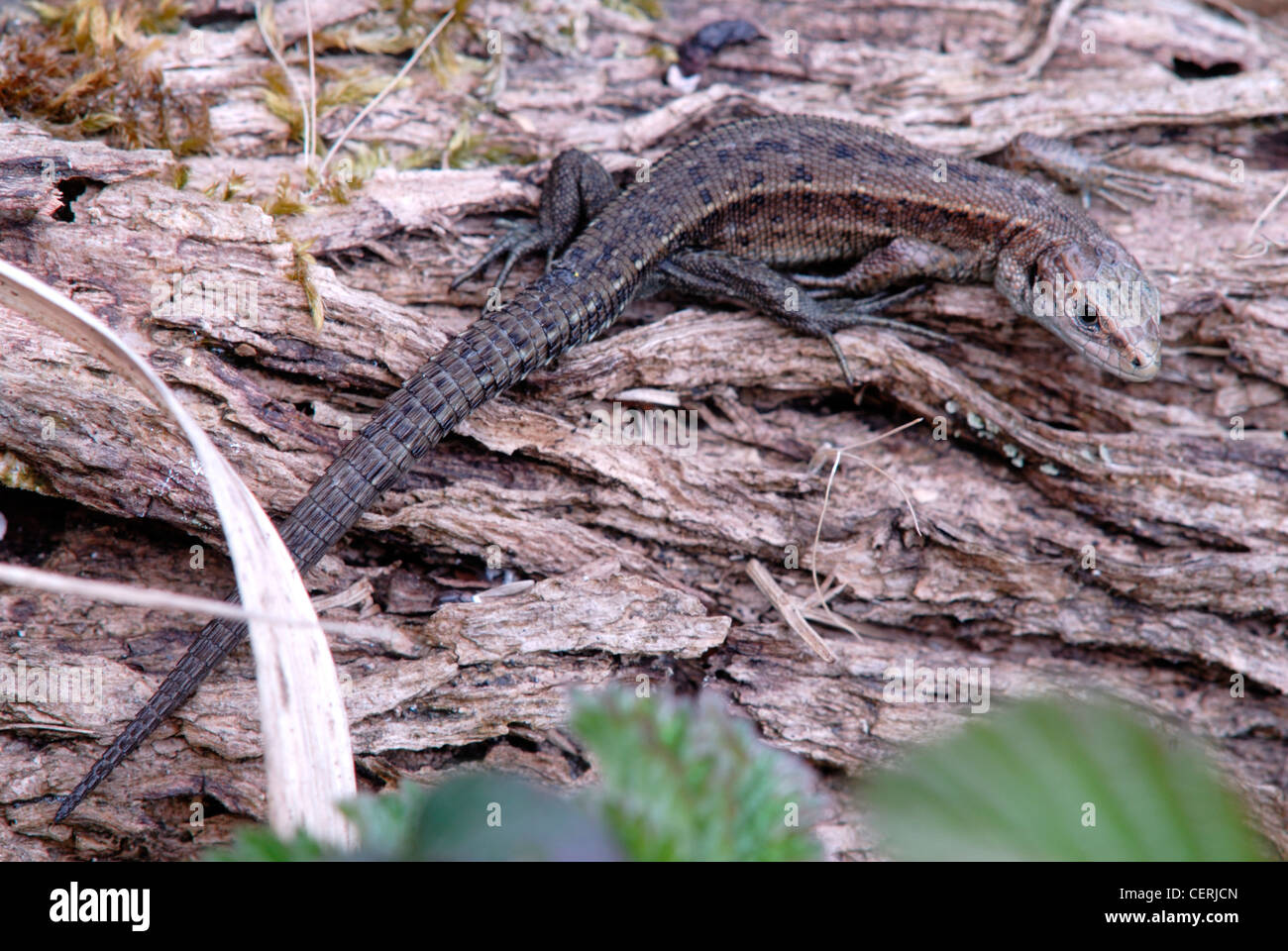 Common lizard tail hi-res stock photography and images - Alamy