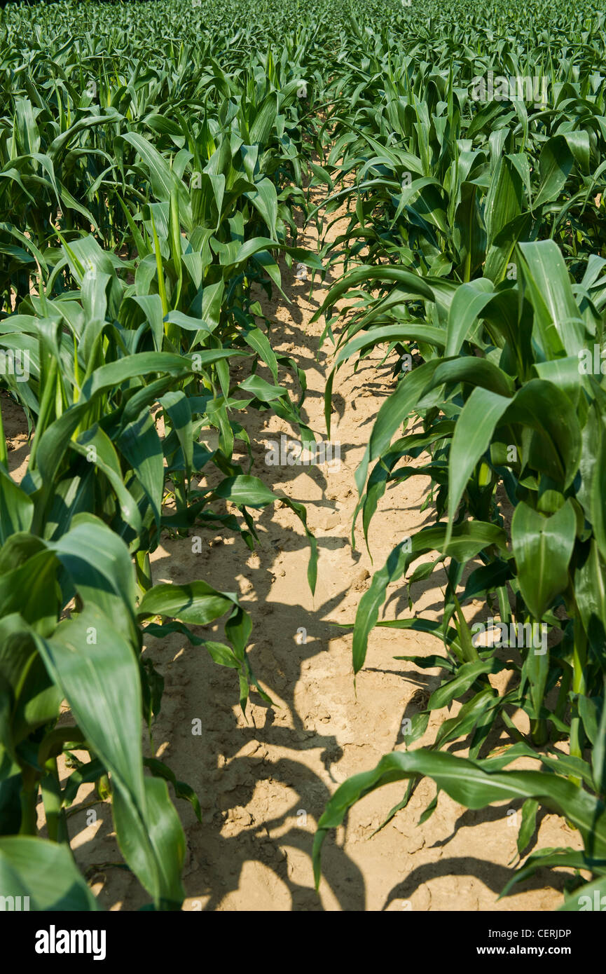 Corn crop farming hi-res stock photography and images - Alamy
