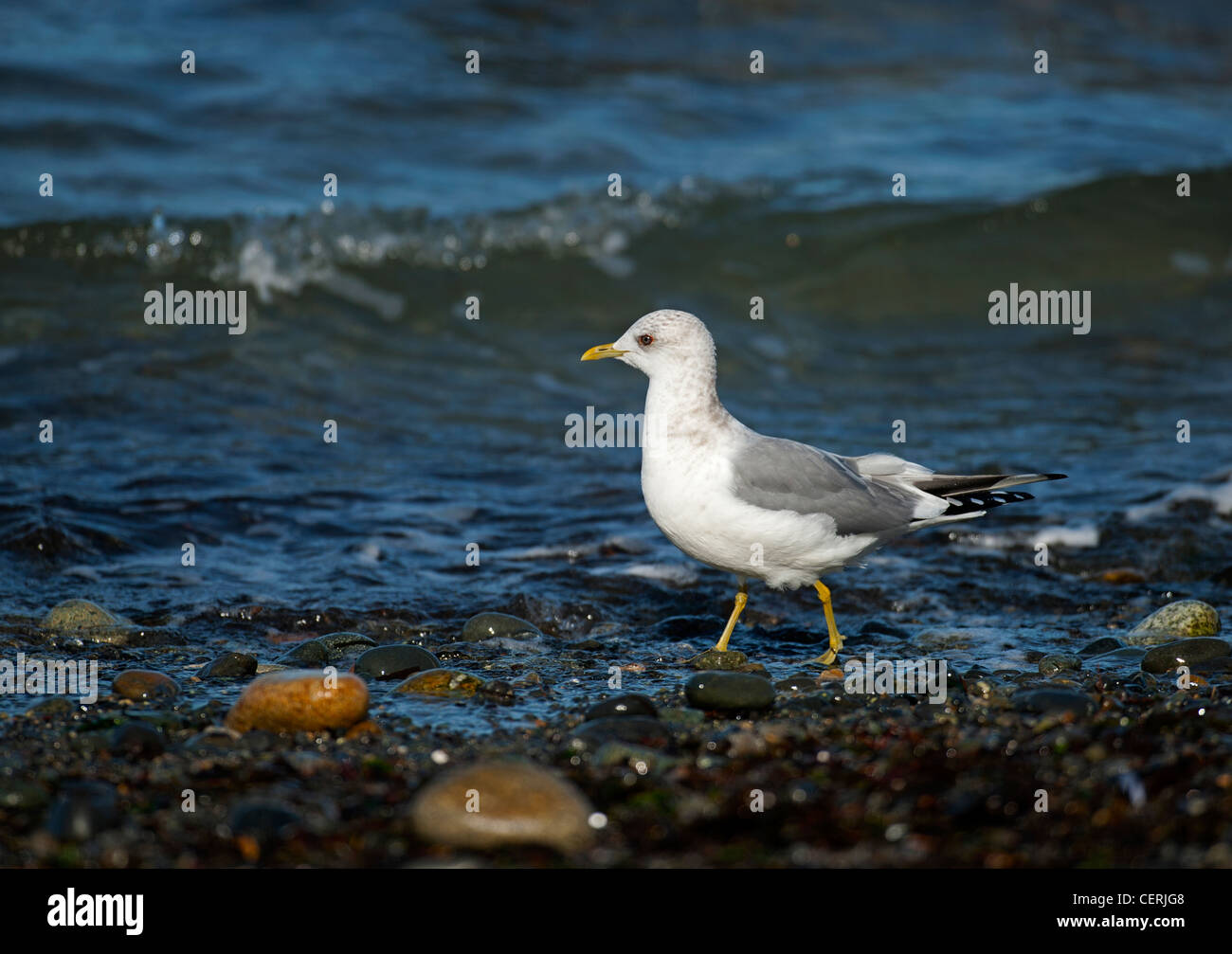 Mew or Common Gull feeding on the shoreline at Qualicum, Vancouver ...