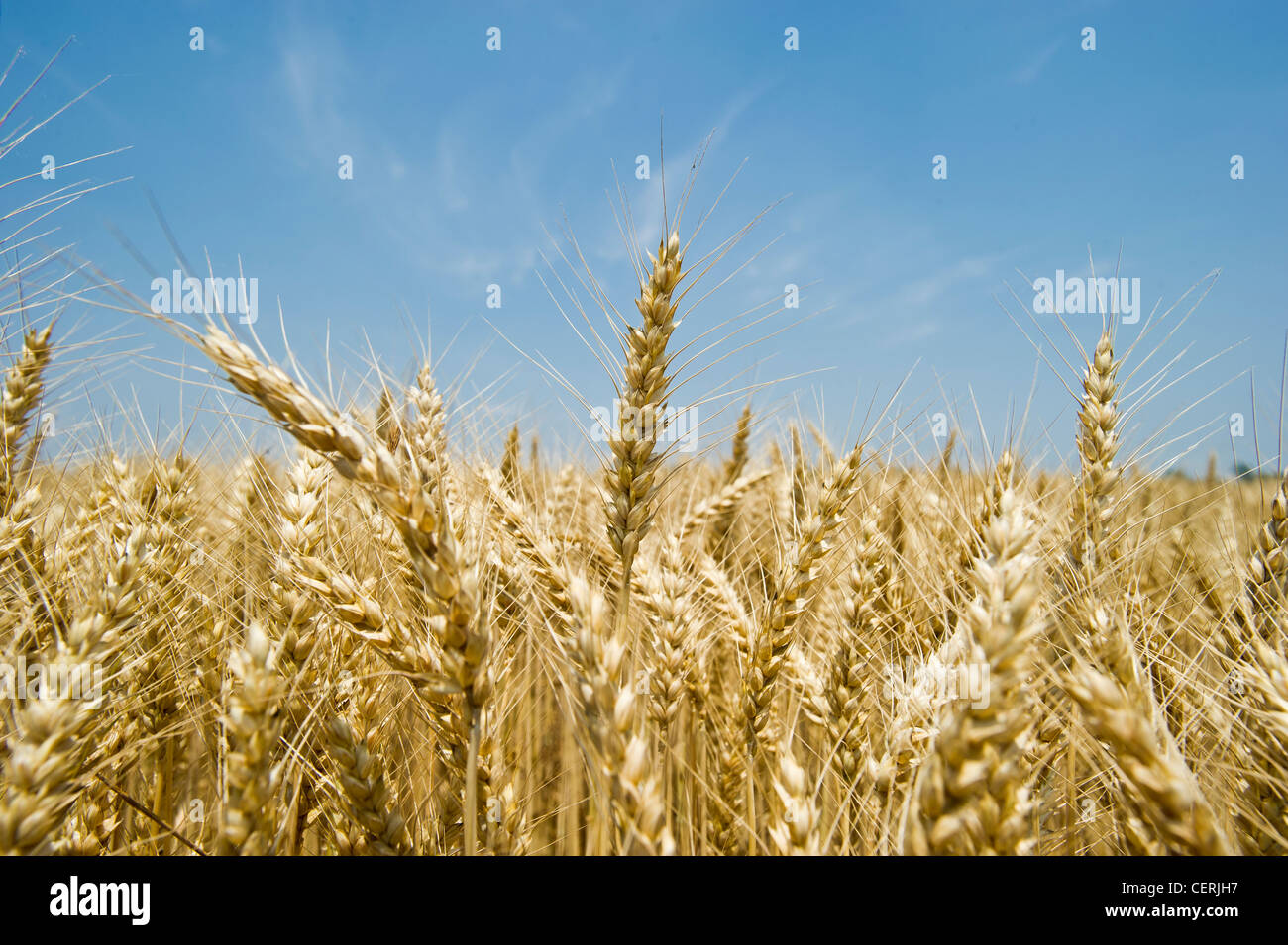 Wheat commodity hi-res stock photography and images - Alamy