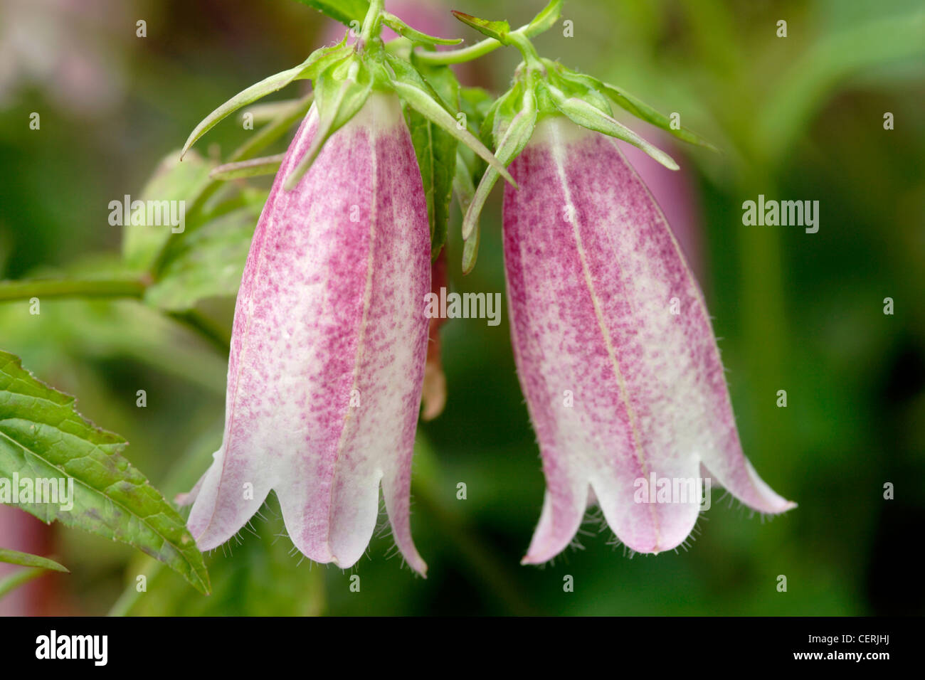 Bellflowers - Campanula takesimana 'Elizabeth' Stock Photo - Alamy