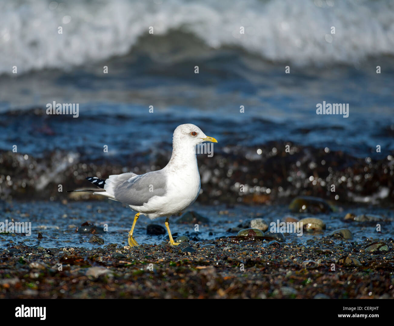 Mew or Common Gull feeding on the shoreline at Qualicum, Vancouver ...