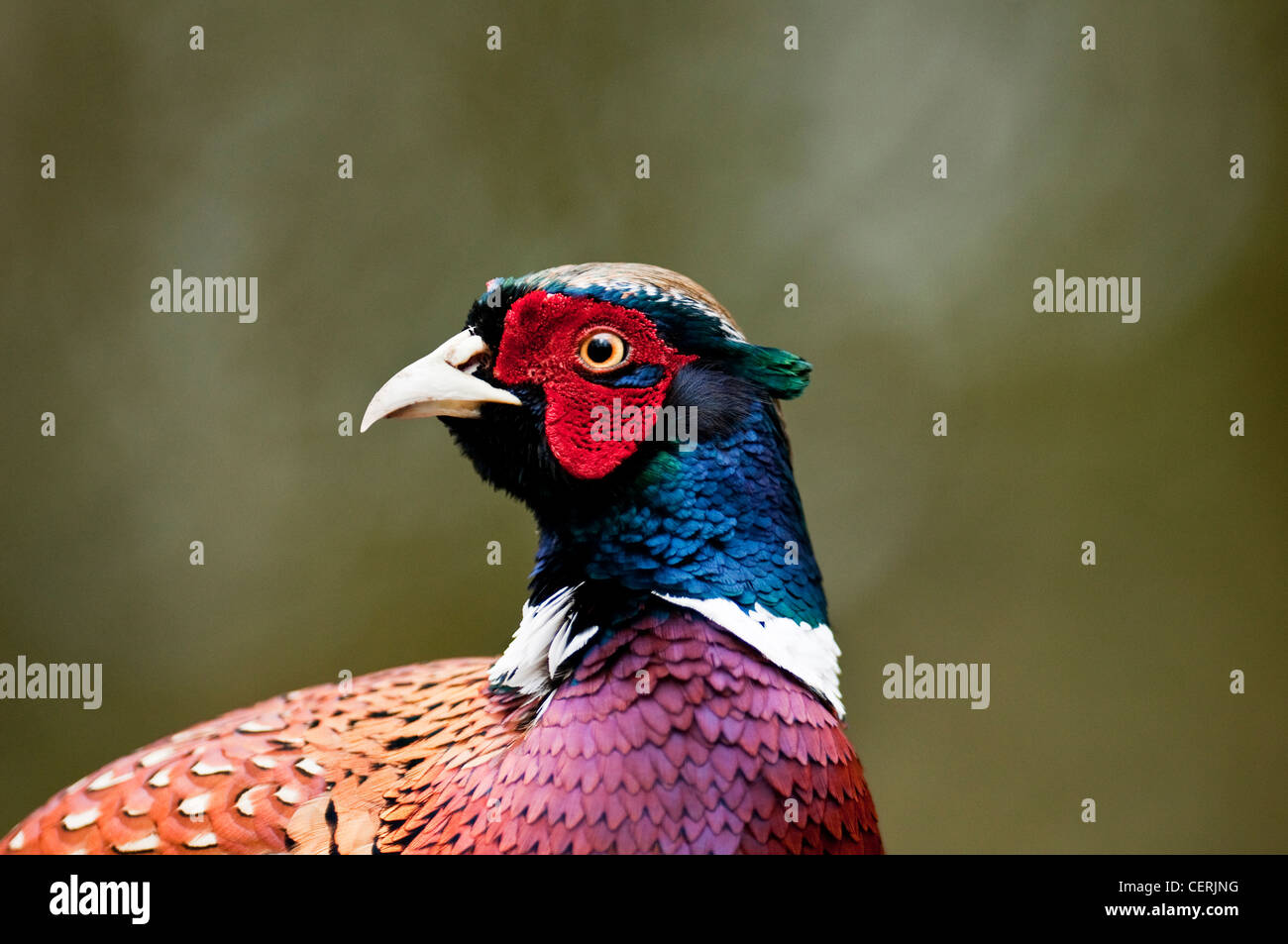 Pheasant “Phasianus colchicus” Colourful Game Bird Long Tailed Large ...