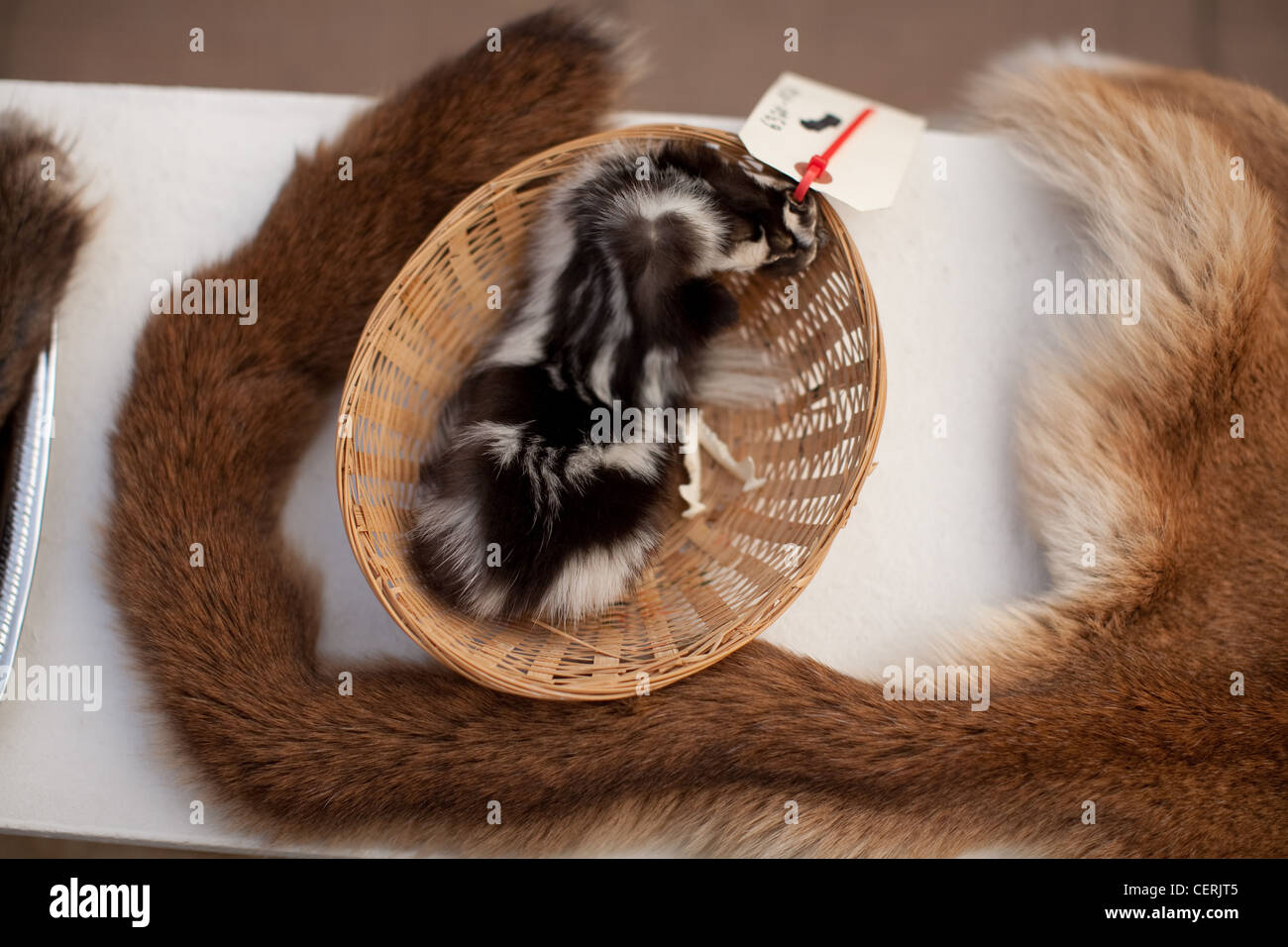 Pelts High Resolution Stock Photography and Images - Alamy