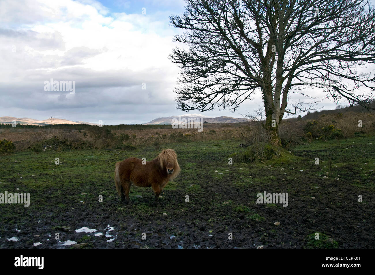 Miniature pony in a muddy field in Donegal landscape Stock Photo - Alamy