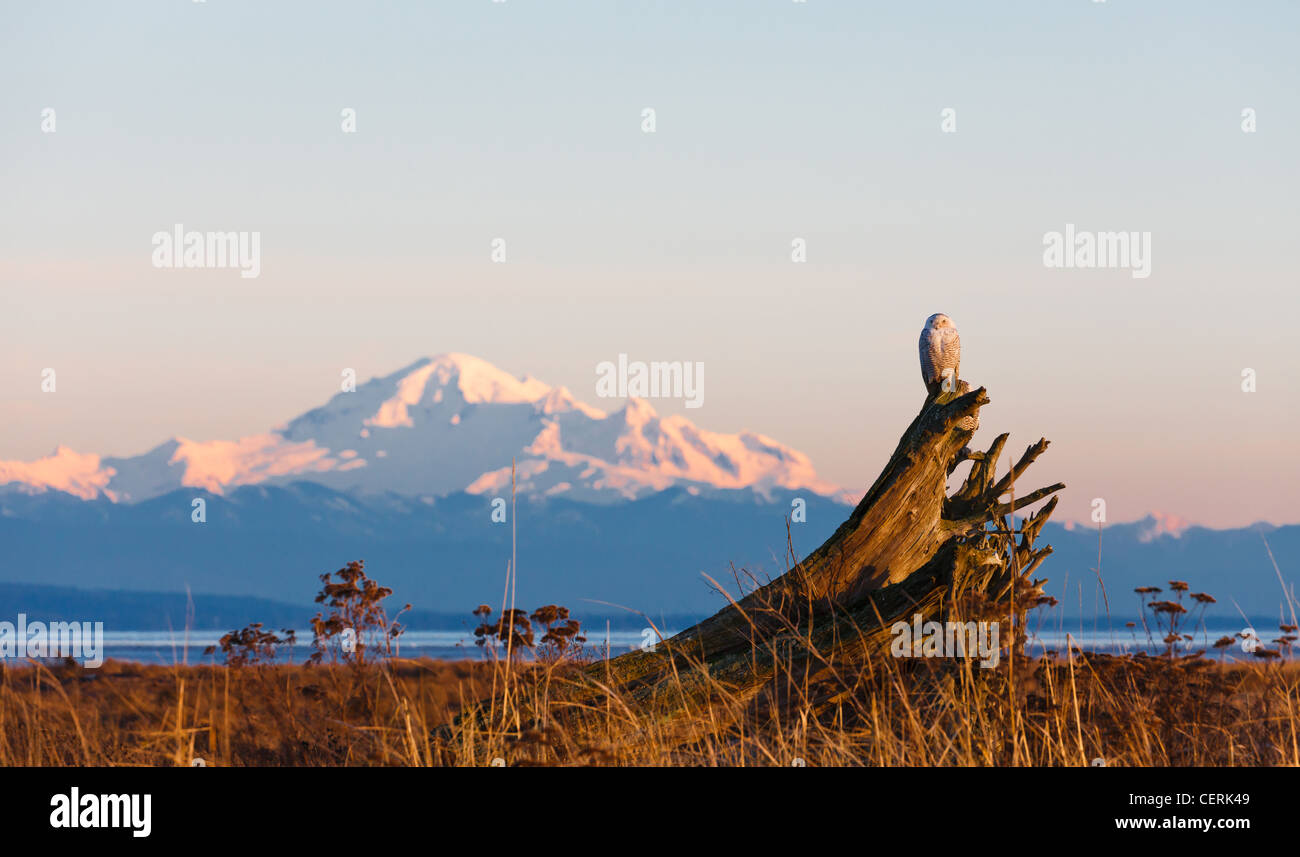 Boundary bay near vancouver bc hi-res stock photography and images - Alamy