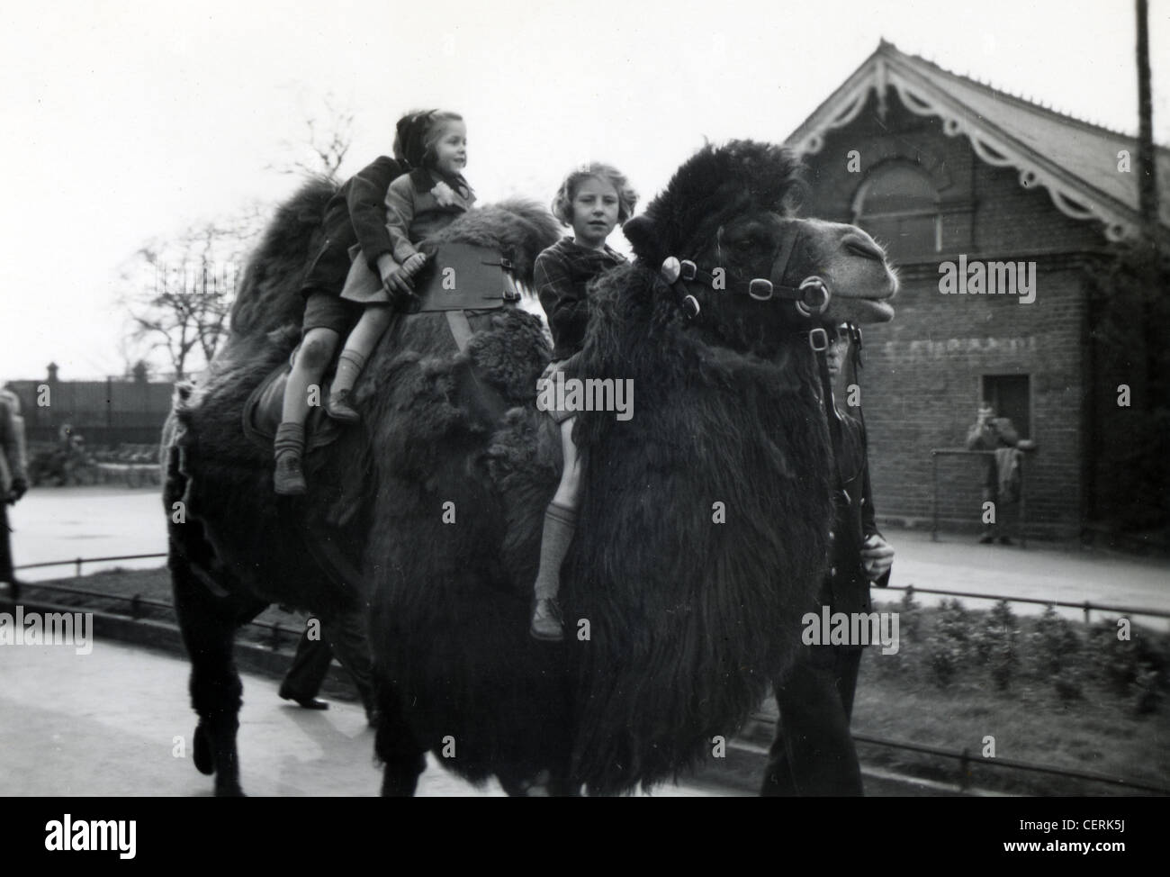 A old photo of three children riding a camel at London(?) zoo (c1945 ...