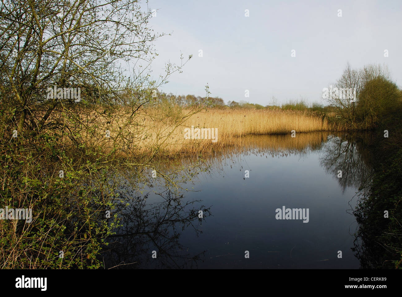 Shapwick Heath National Nature Reserve, Somerset, UK. April 2010 Stock ...
