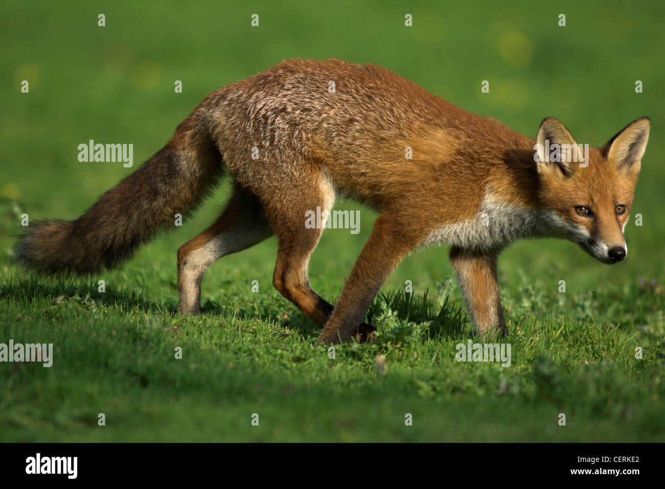 A fox walking on grass UK Stock Photo - Alamy