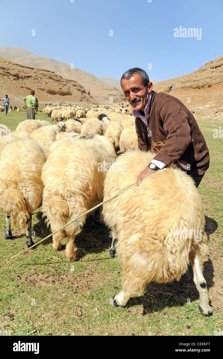 Nomadic Kurdish shepherds and their flock of Anatolian sheep grazing on ...
