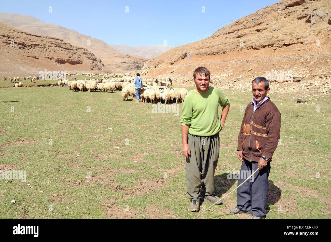 Nomadic Kurdish shepherds and their flock of Anatolian sheep grazing on ...