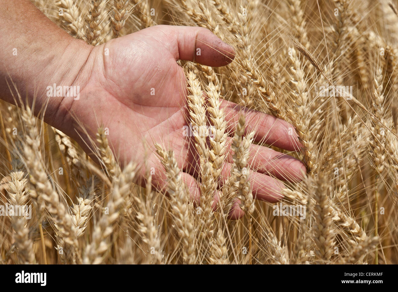Hand running through wheat crop Stock Photo - Alamy
