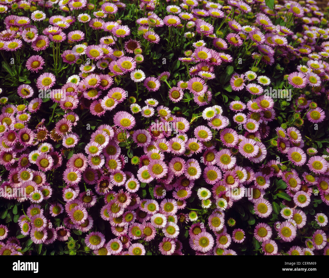 English flower pattern hi-res stock photography and images - Alamy