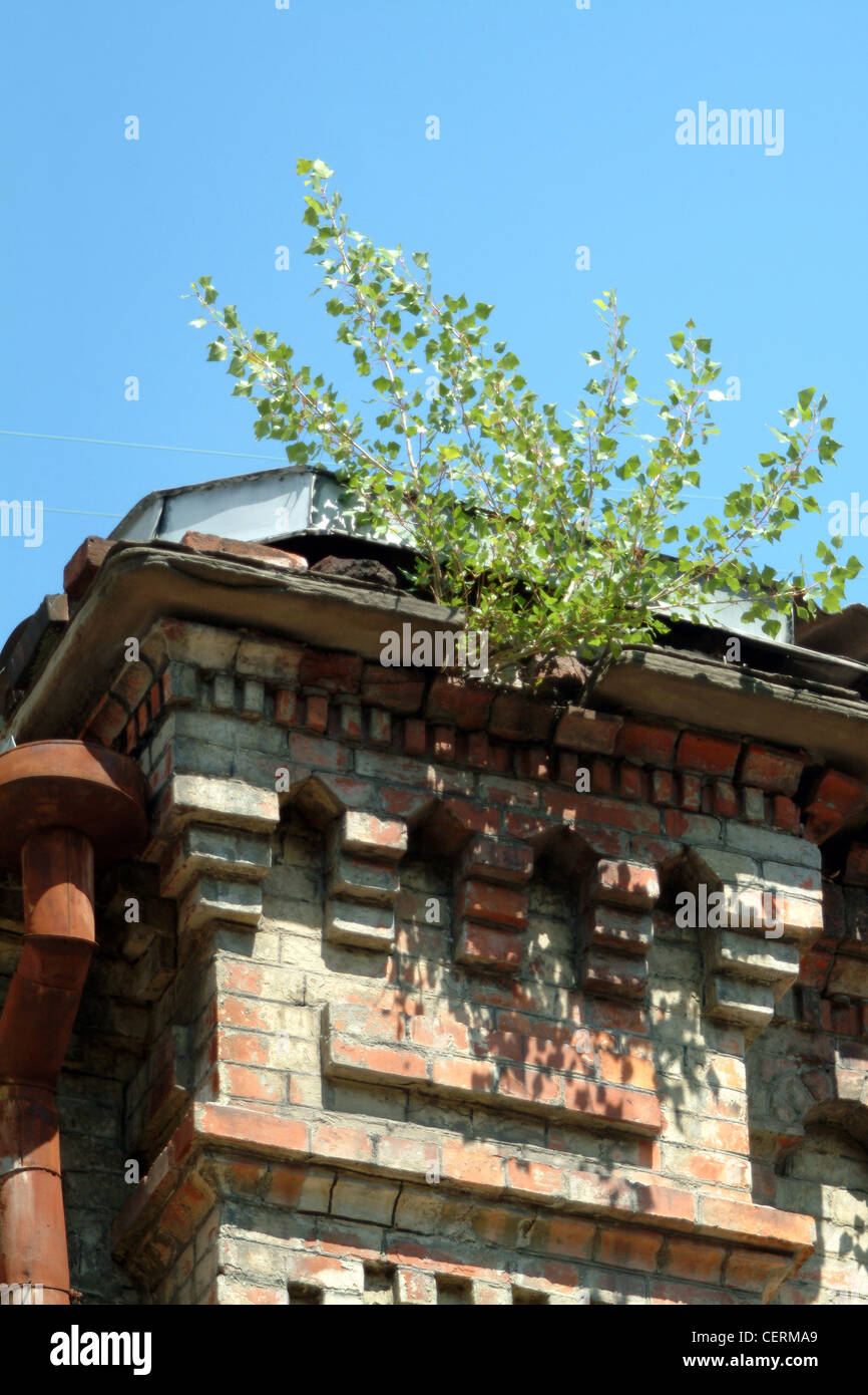 old building with a tree growing near the roof Stock Photo - Alamy