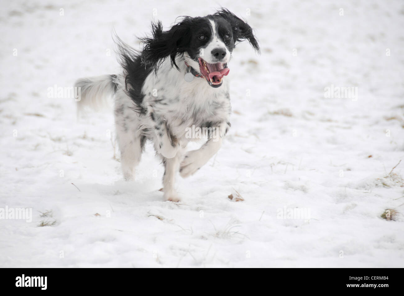 Cocker sp hi-res stock photography and images - Alamy