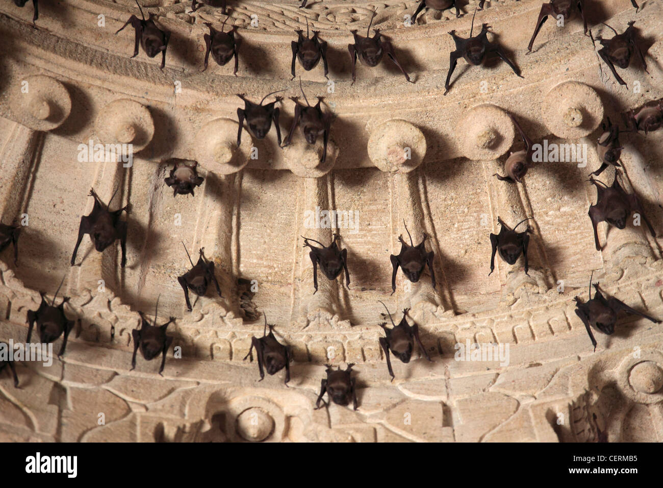 India, Gujarat, Modhera, Sun Temple, interior, bats Stock Photo - Alamy